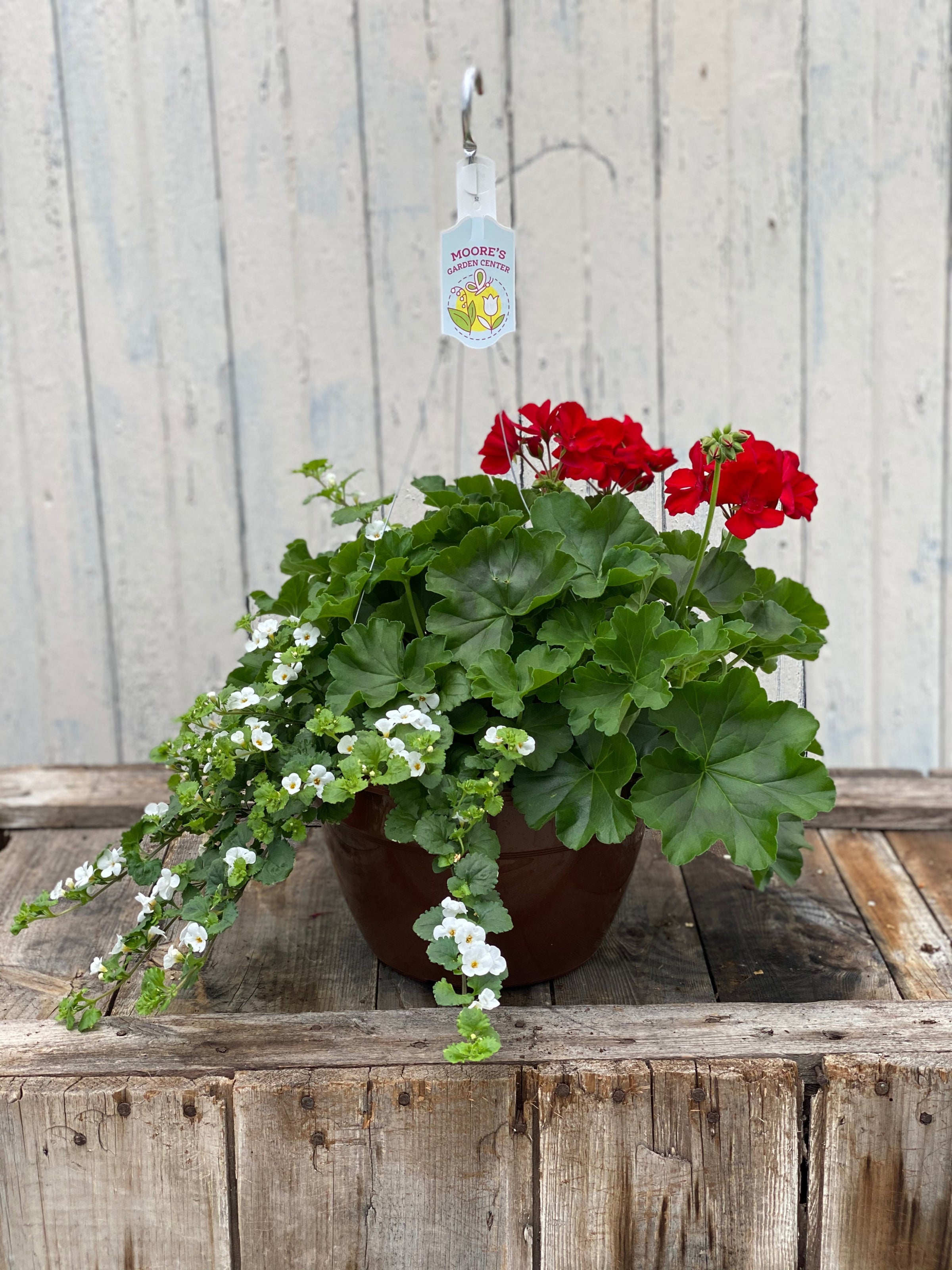 are geraniums good in hanging baskets